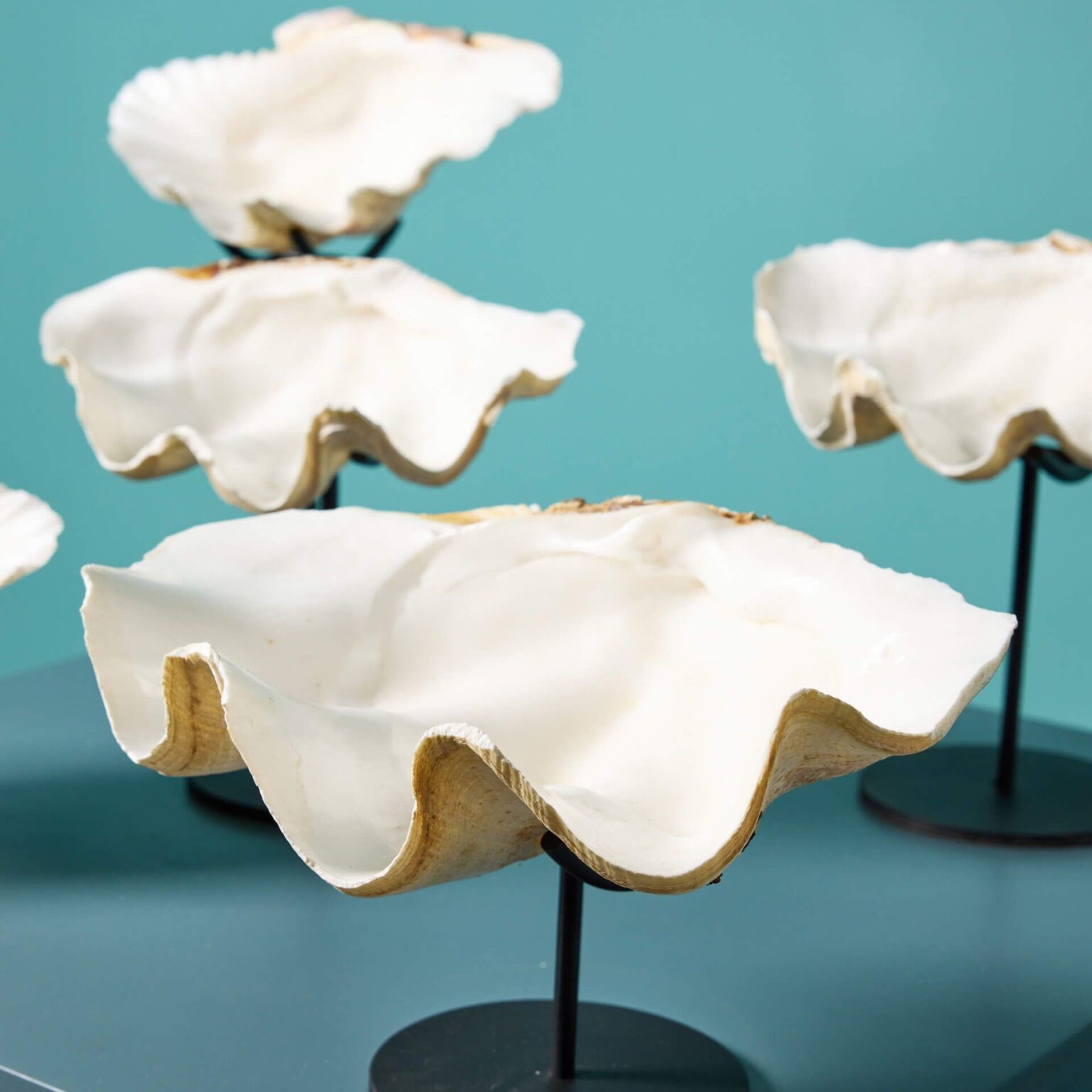 A Collection of Large Specimen Clam Shells - UK Architectural Heritage