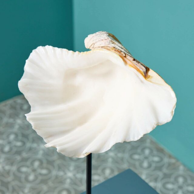 A Collection of Large Specimen Clam Shells - UK Architectural Heritage