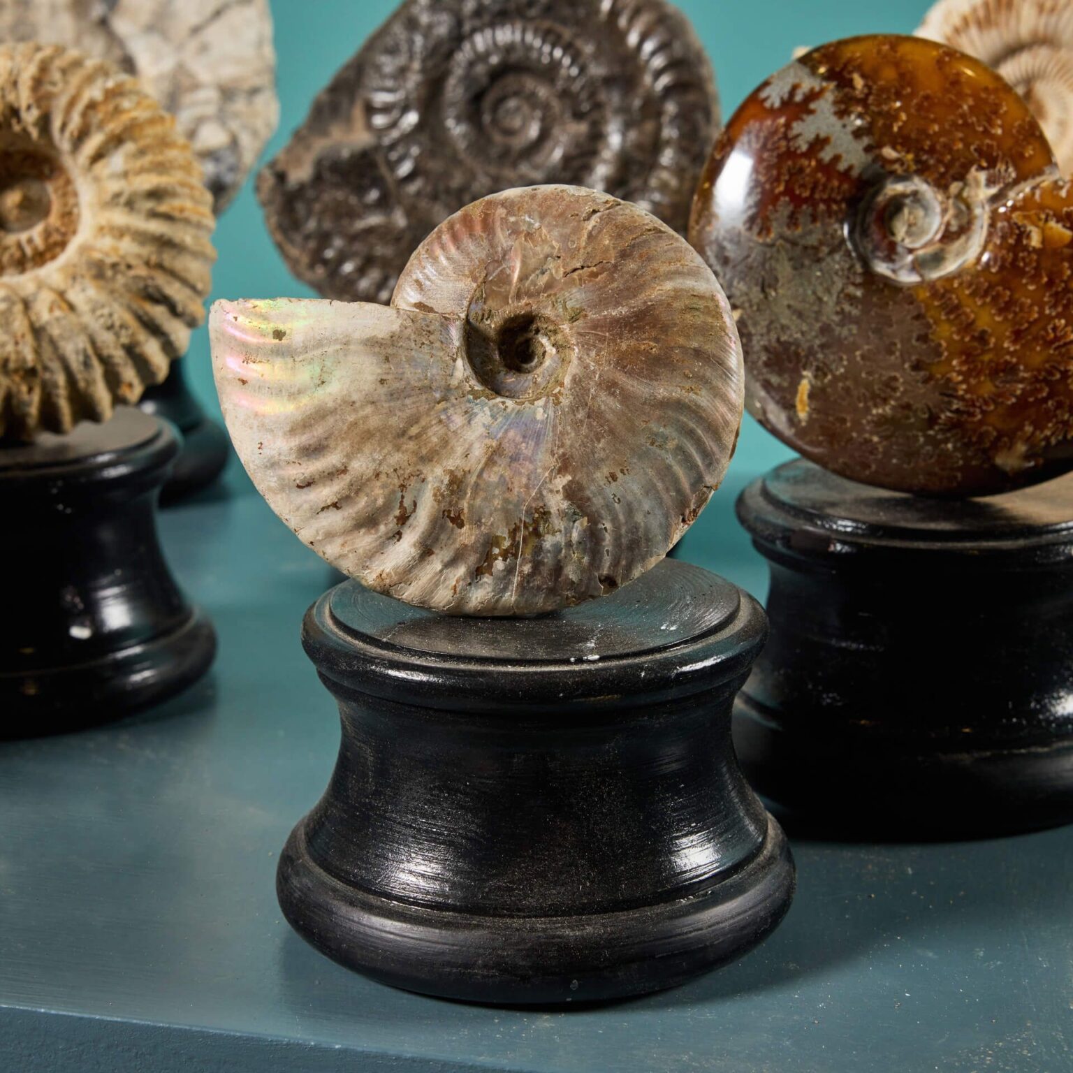 Collection of 7 Ammonite Fossils - UK Architectural Heritage