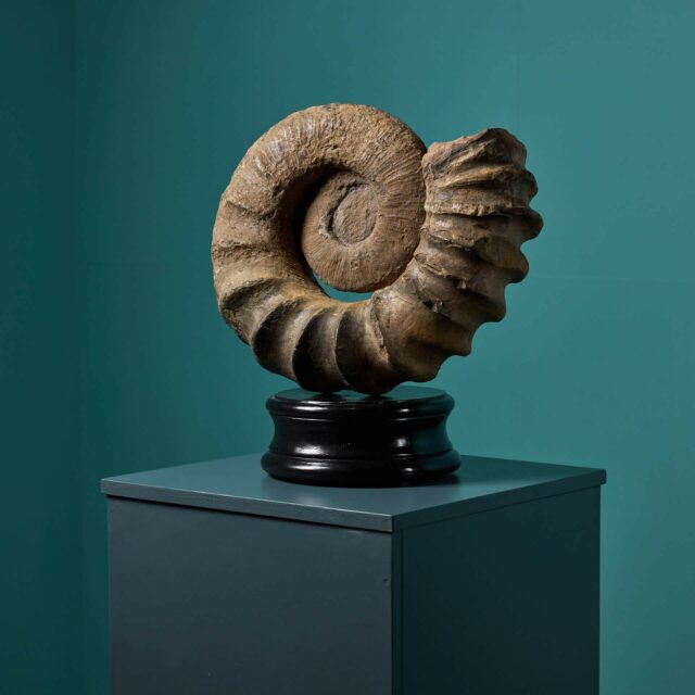 Large Natural Tropaeum Ammonite Fossil - UK Architectural Heritage