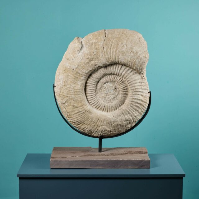 Giant Titanites Ammonite Fossil on Stand - UK Architectural Heritage