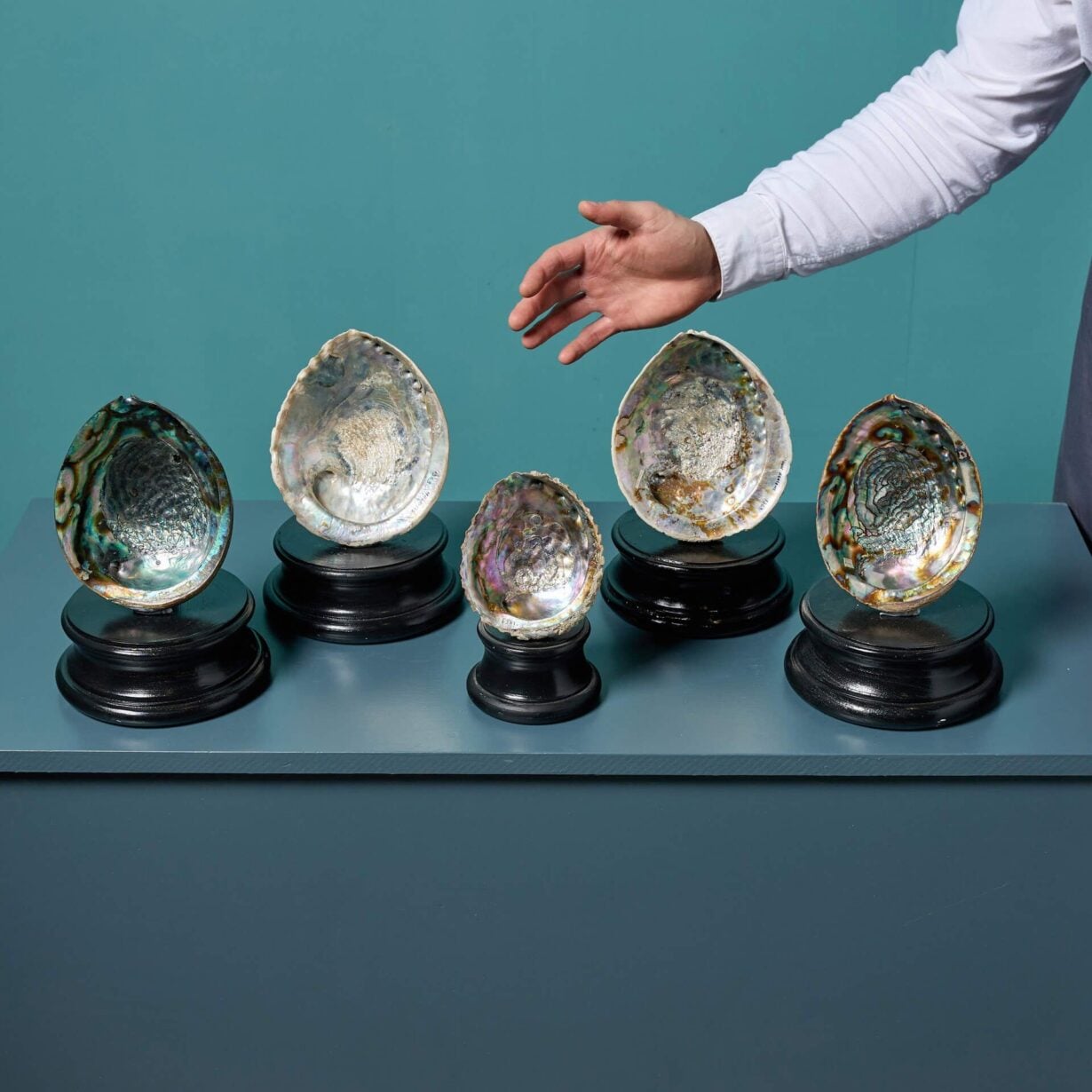 Collection of Large Abalone Shell Specimens | UK Architectural Heritage