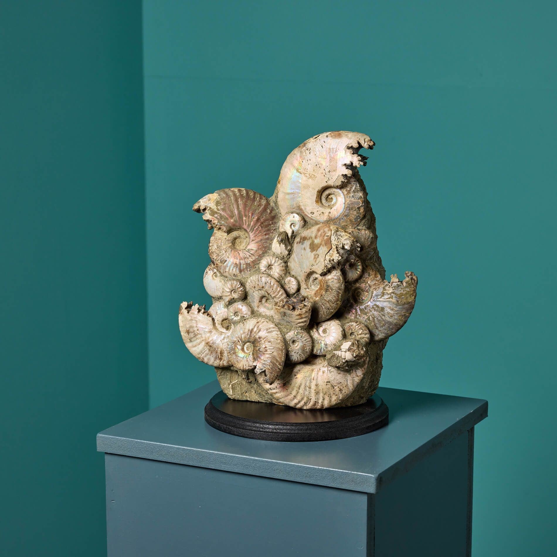 Opalised Ammonites Specimen Display | UK Architectural Heritage