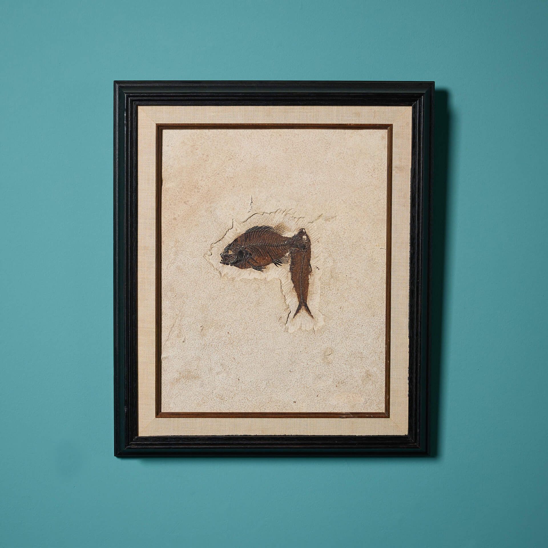 Reclaimed Limestone Fossil Fish Panel in Frame | UK Architectural Heritage
