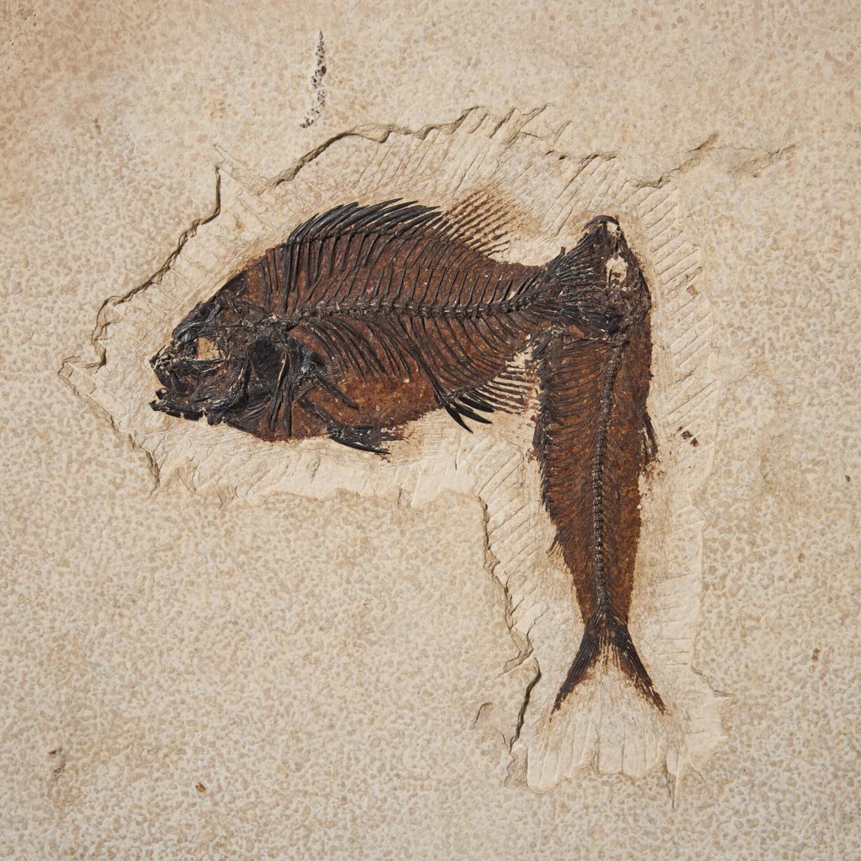 Reclaimed Limestone Fossil Fish Panel in Frame | UK Architectural Heritage