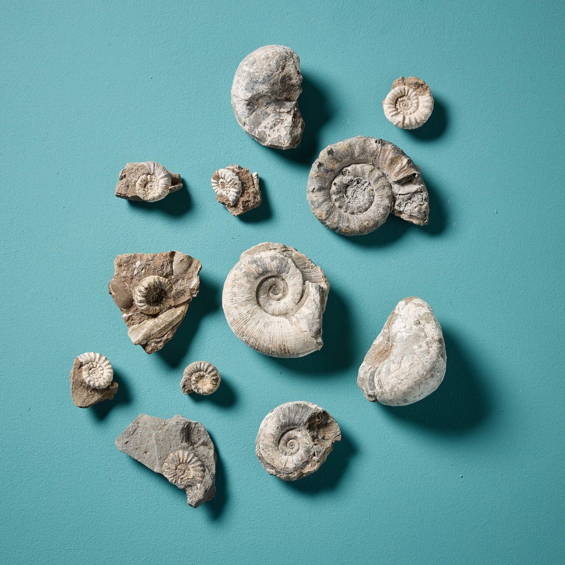 Collection of 12 Natural Prehistoric Ammonite Fossil Specimens | UK ...