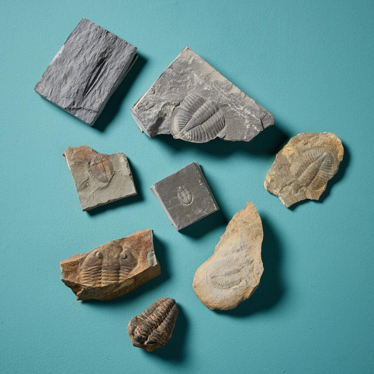 Fossils for Sale | UK Heritage
