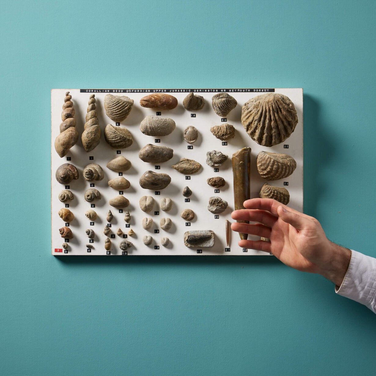 Collection of English Oxfordian Upper Jurassic Fossil Specimens ...